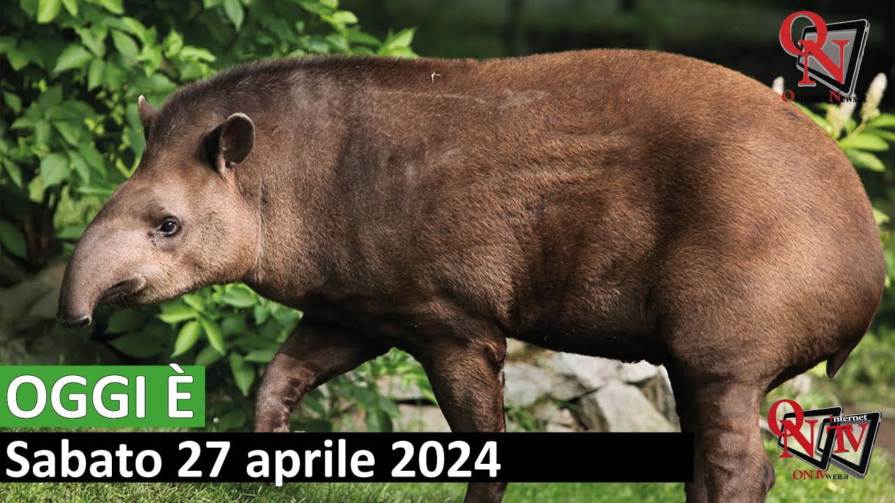 OGGI È - 27 aprile Giornata mondiale del tapiro - YouTube