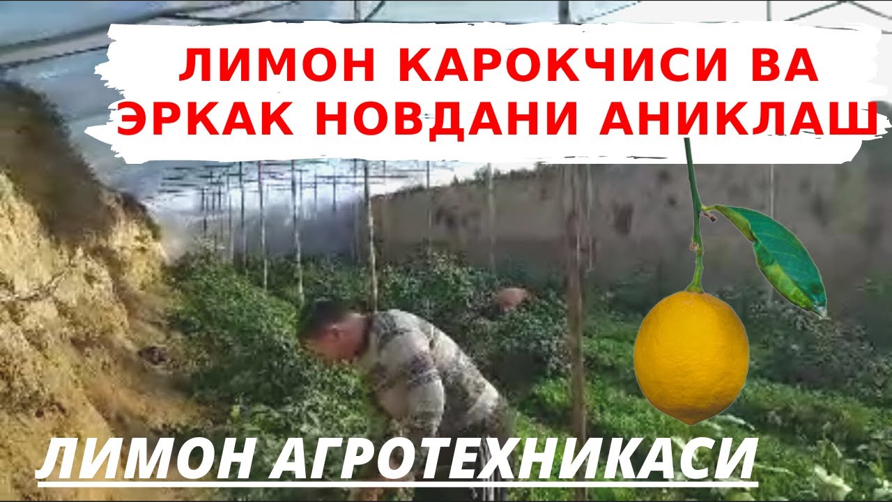 ИССИКХОНАДА ЛИМОН АГРОТЕХНИКАСИ Limon yetishtirish buyicha malumot va ...