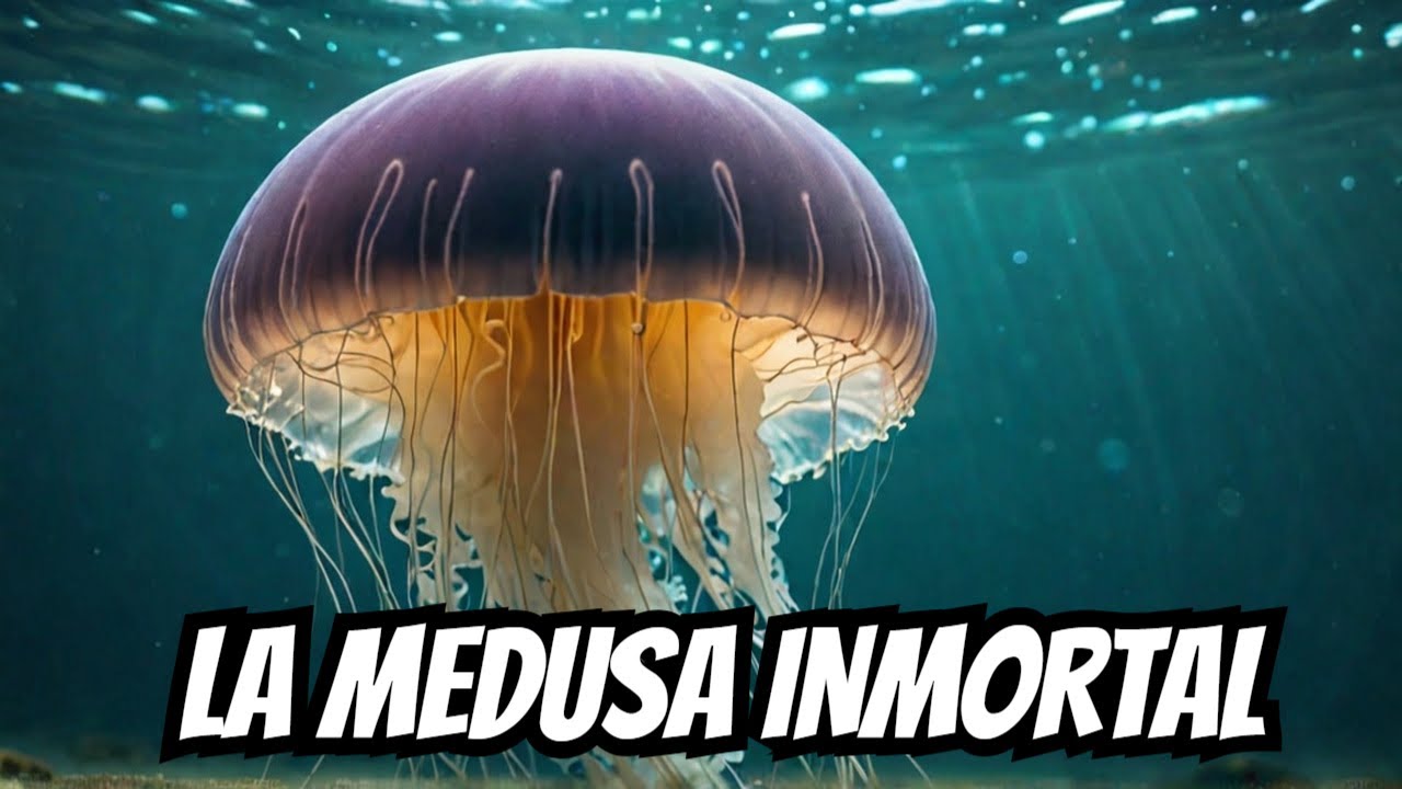 La Medusa Inmortal: El Secreto de la Turritopsis Dohrnii - YouTube