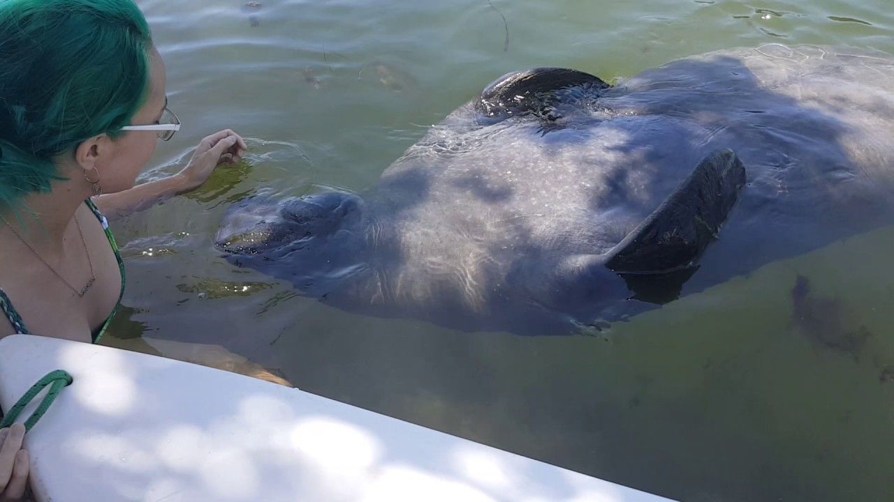 Manatee belly rubs - YouTube