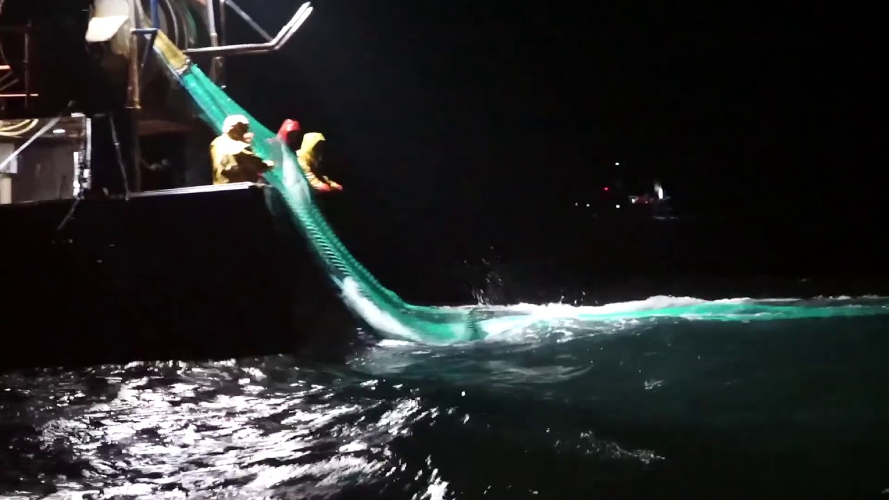 Sea Shepherd lance l´Opération "Dolphin ByCatch" - YouTube
