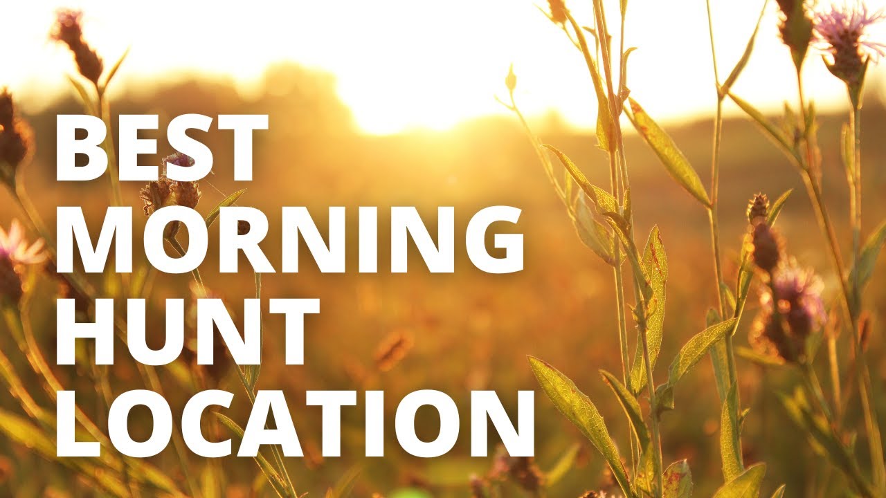 The Best Place To Set Up For A Morning Hunt - YouTube
