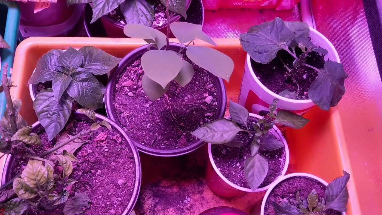 2019 hot pepper growing season in Phoenix Arizona - Part 1 - YouTube