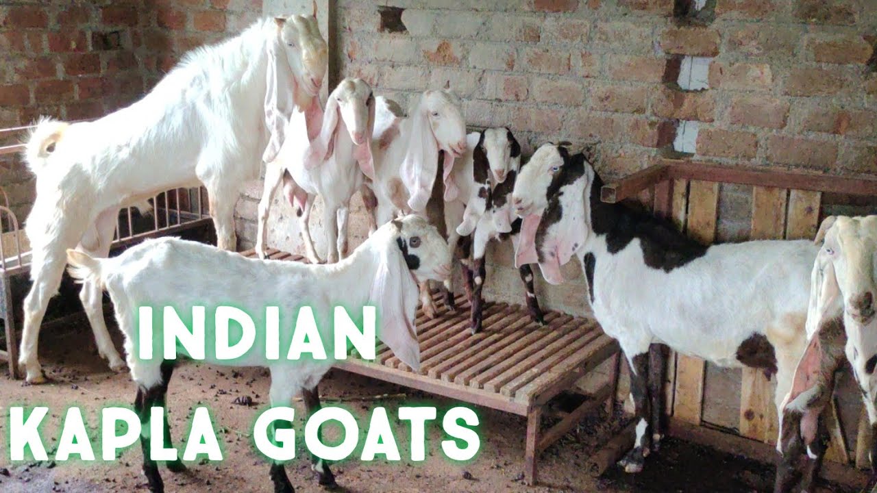 9175708555 Indian kapla goats in Aurangabad | pure gulabi hyderabadi ...