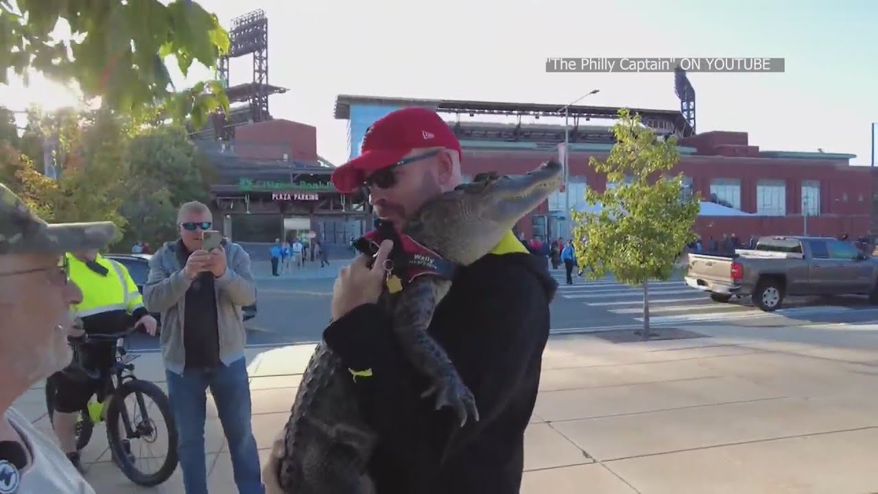 Emotional support alligator denied entry into Phillies ballpark - YouTube