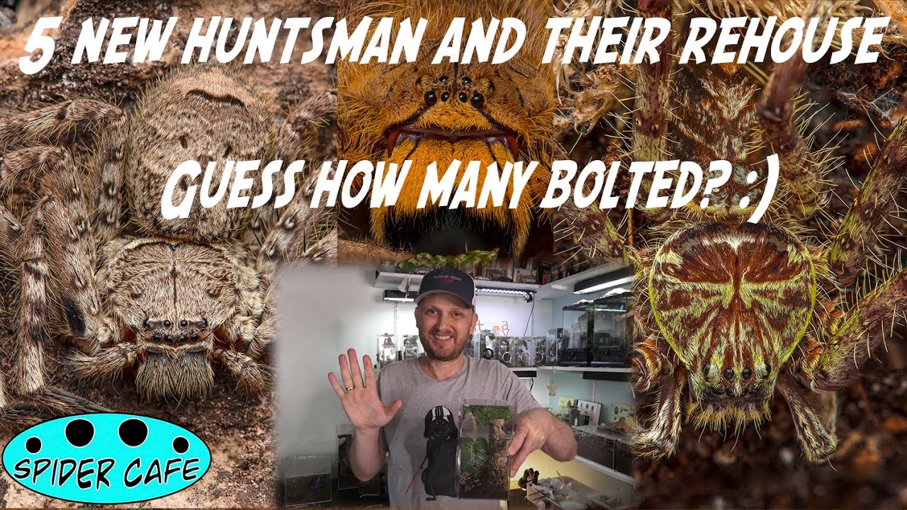 5 CRAZY huntsman- rehouses and fun facts 😄Lichen, davidobowie and ...