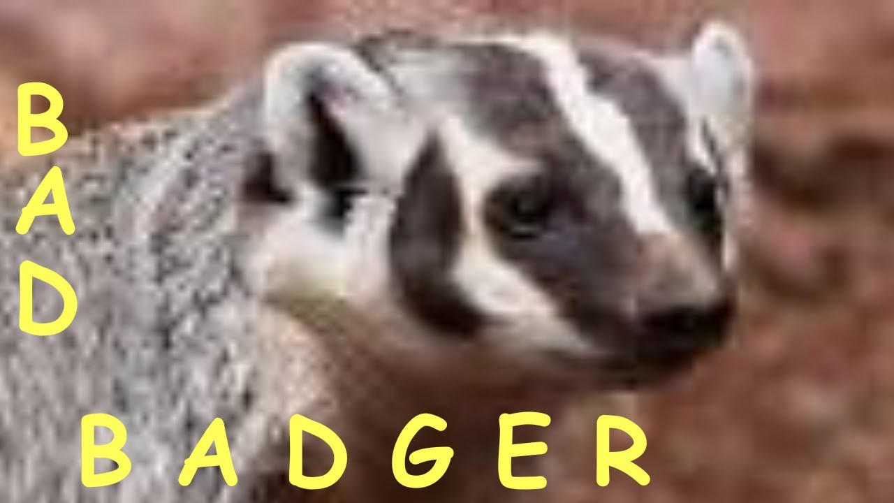 2022 5/23 5:27am badger - YouTube