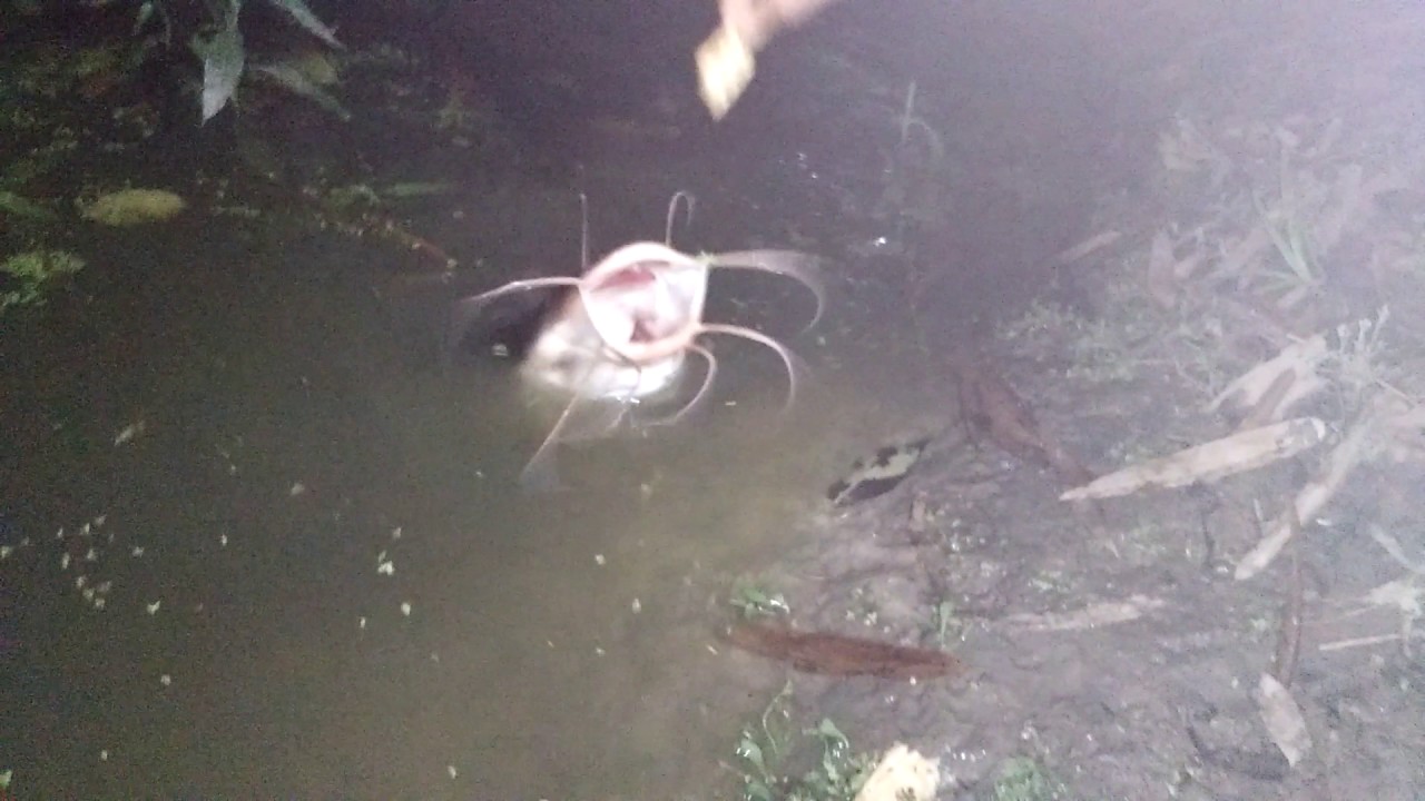 A thailand magur fish || Close calls || 4k - YouTube