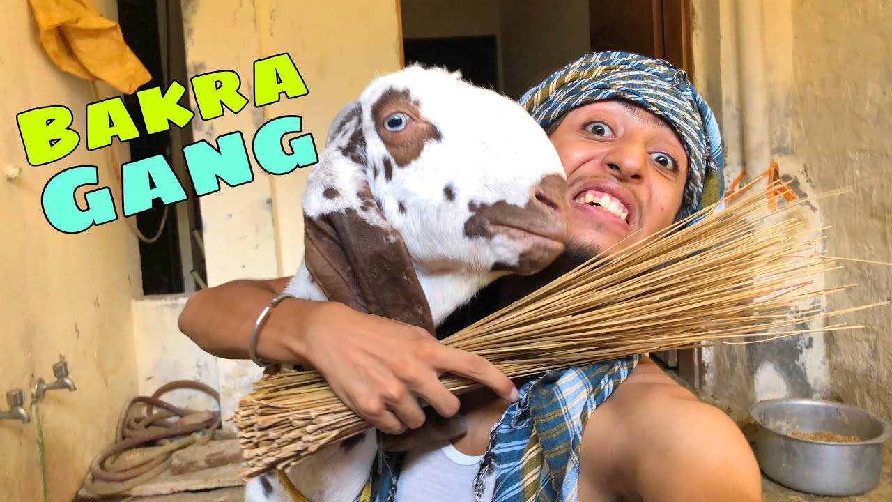 Aj sara din bakro kai sath 😫 bhoot tang gia bakro na 🐏🐐 - YouTube