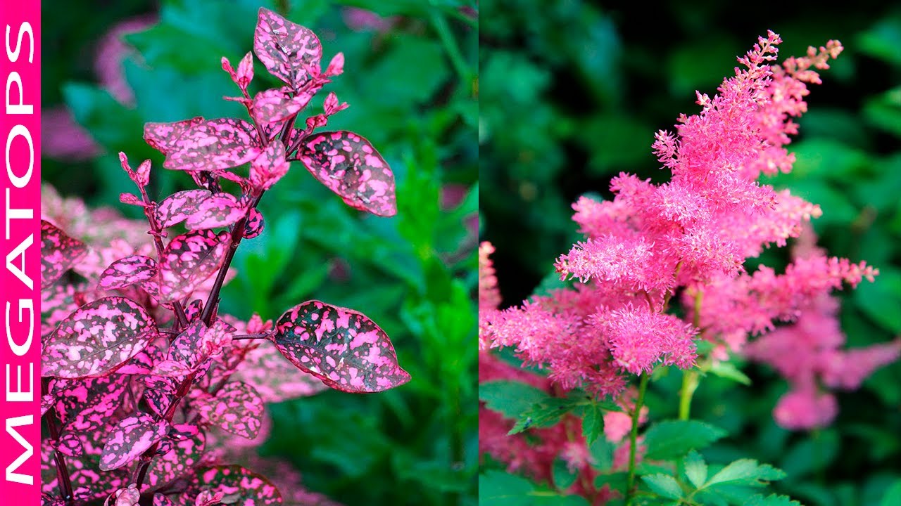 10 Plantas en Tonos Rosa que Necesitas para Decorar tu Hogar - YouTube