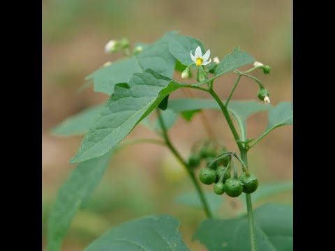 Common plants... Scientific name : Solanum nigrum II Family ...