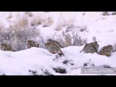 LERİK  KELVEZ.  gözel şeir.