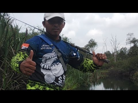 Mancing Di Spot Perawan Sambil Mencari Kayu Bajakah