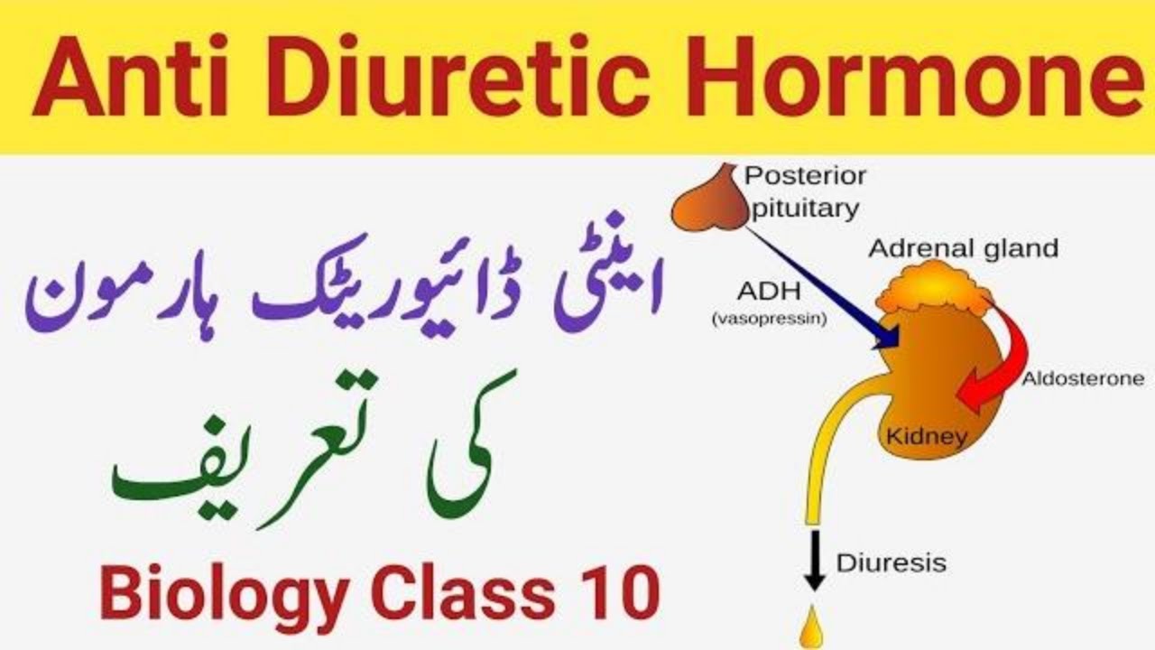 What is Antidiuretic Hormone | Definition of Antidiuretic Hormone ...
