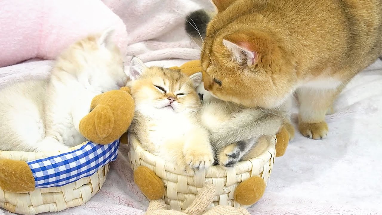 The father cat is always nearby to care for kittens, even while kittens ...