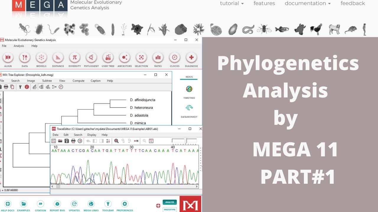 Phylogenetic Analysis by using MEGA 11 Part 1 - YouTube