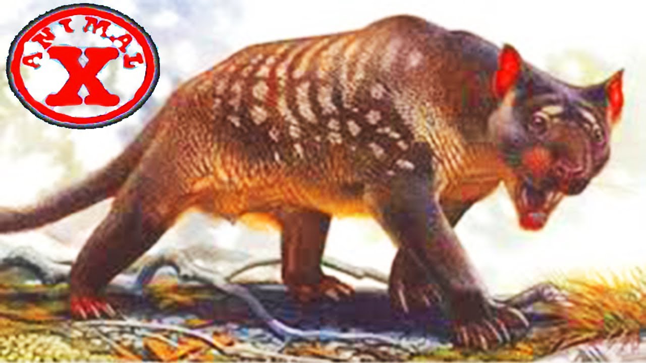 Marsupial Lion, a Prehistoric Predator. - YouTube