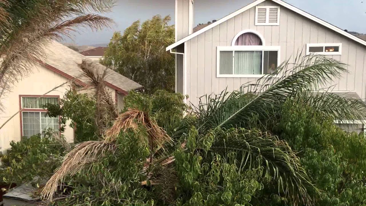 TREE FALLING OVER!!! - YouTube