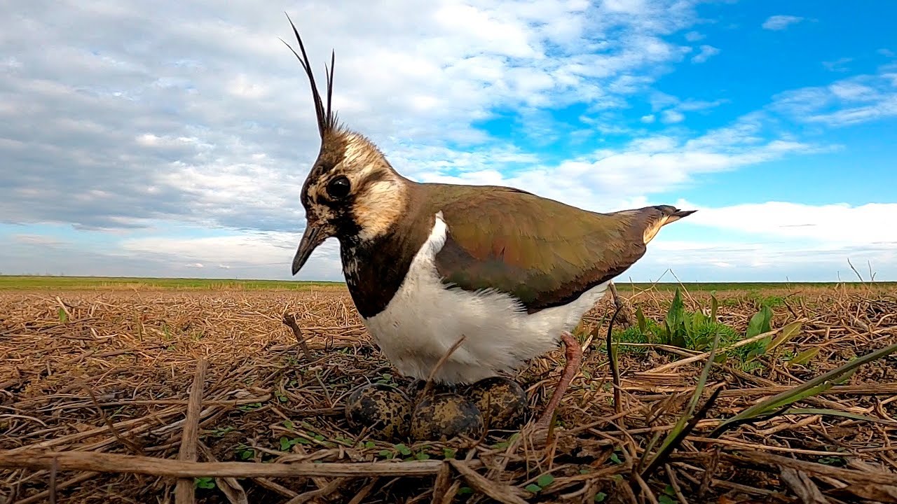 Чибис - гнездовая жизнь / Northern lapwing - nesting season - YouTube
