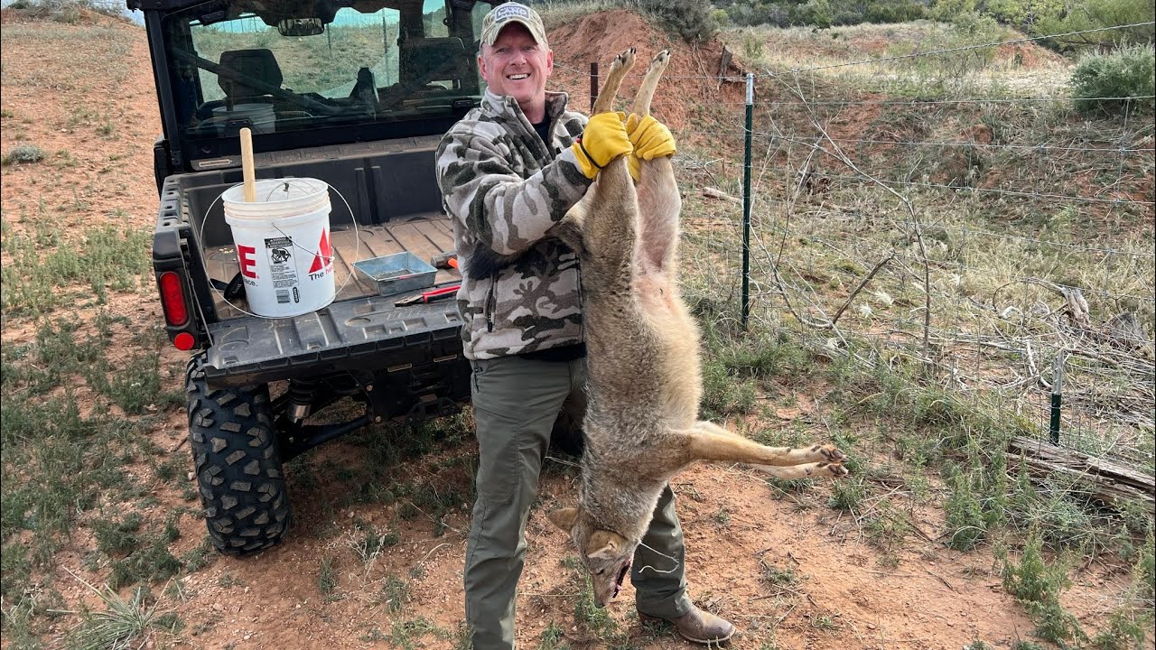 Trapping Coyotes with a “Loaded” Snare - YouTube