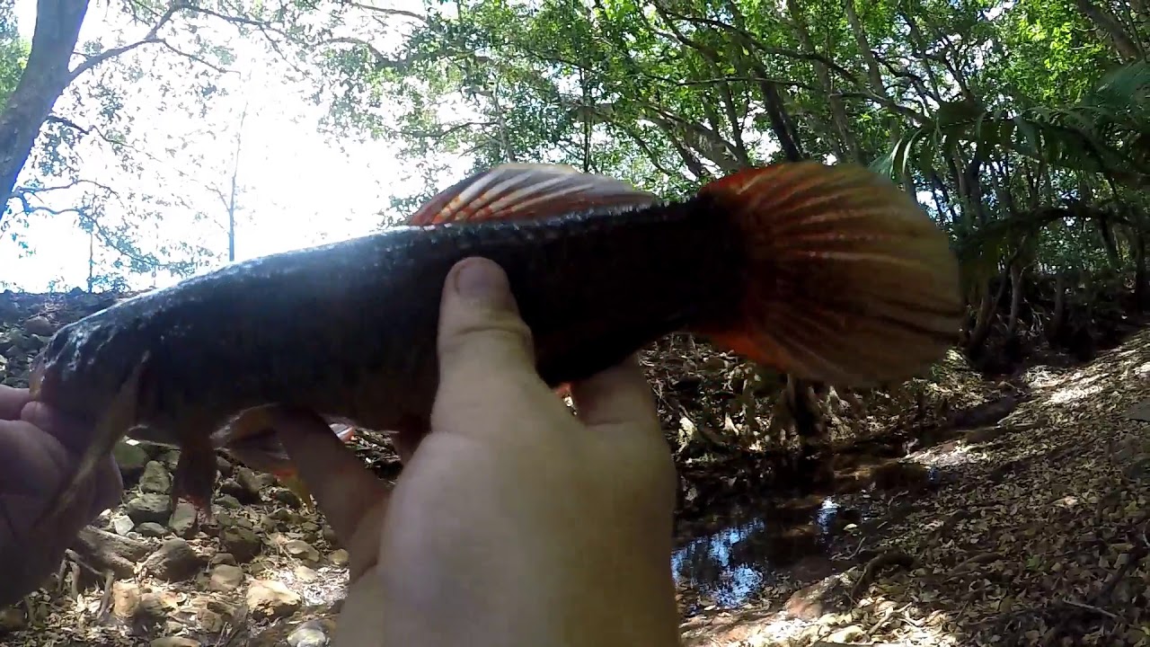 FNQ Gudgeon Fishing *YOU WON'T BELIEVE WHAT I HOOKED!!! - YouTube