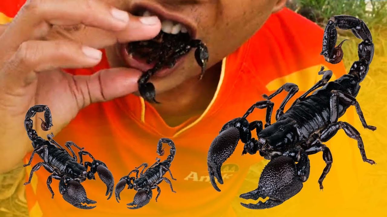 The strangest and best food is "Scorpion" | Cleaned and Cooked with ...