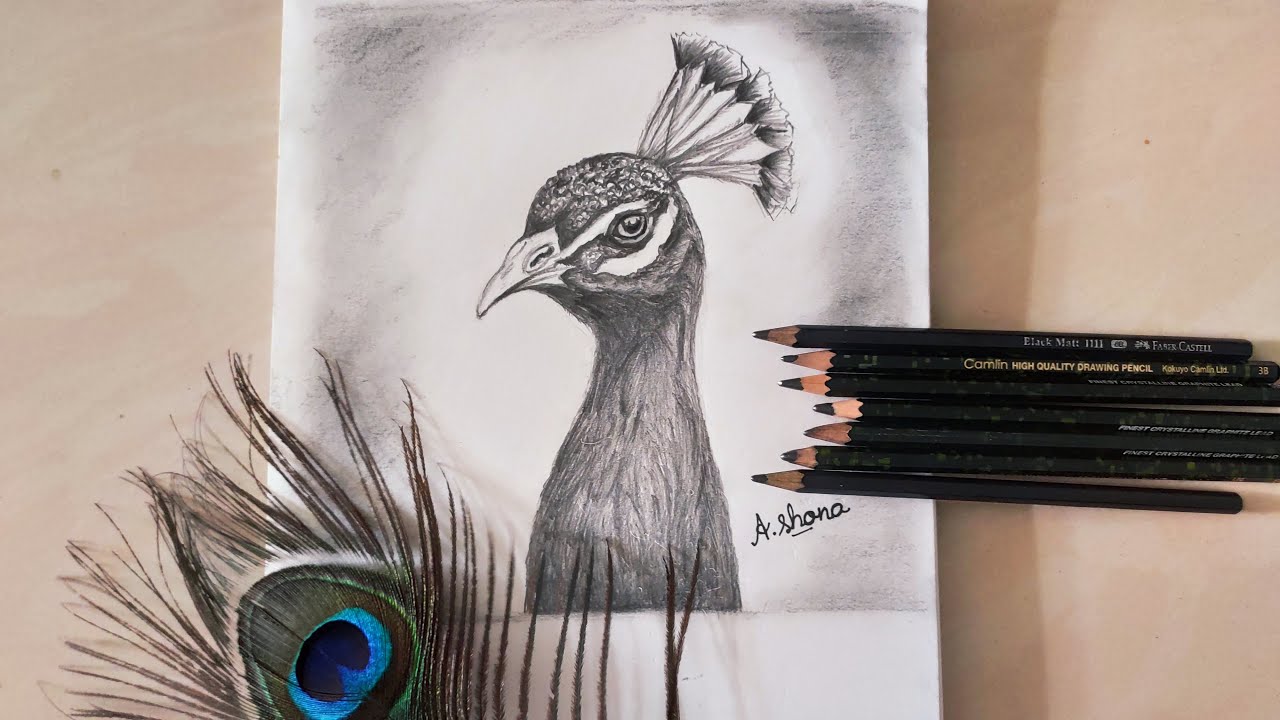 How To Draw A Peacock II Pencil Shading Work - YouTube