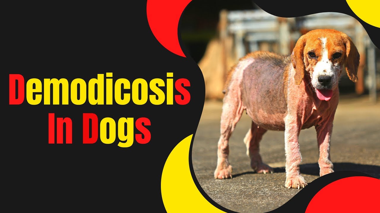 Demodicosis in Dogs: Causes, Symptoms, and Treatment Explained 2023 ...