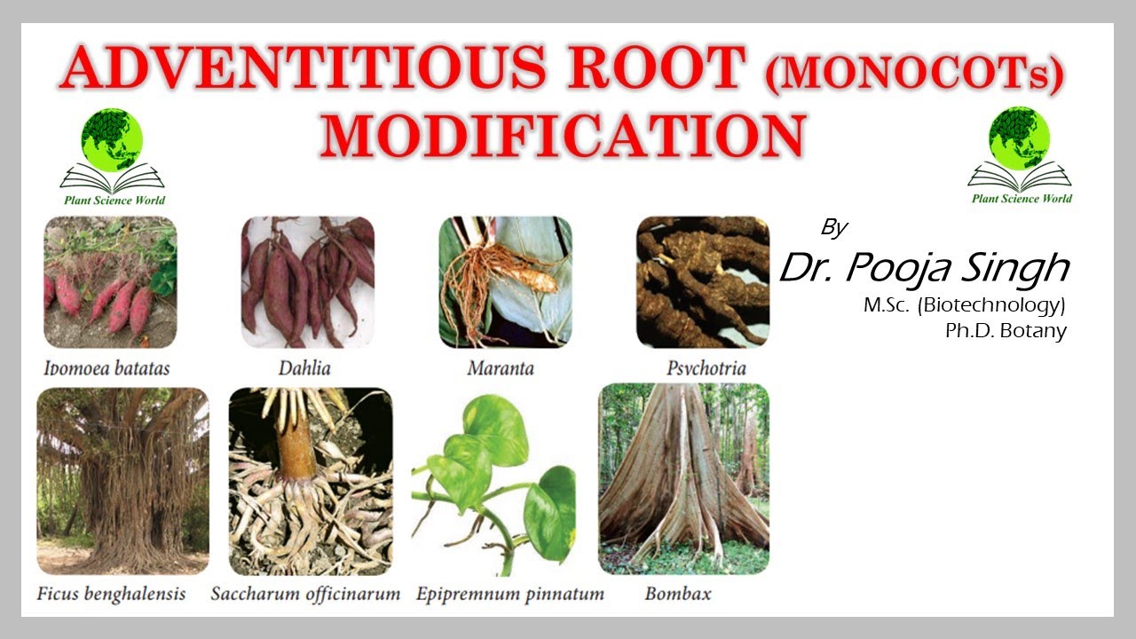 Adventitious Root Modification YouTube Adventitious Root Modification YouTube
