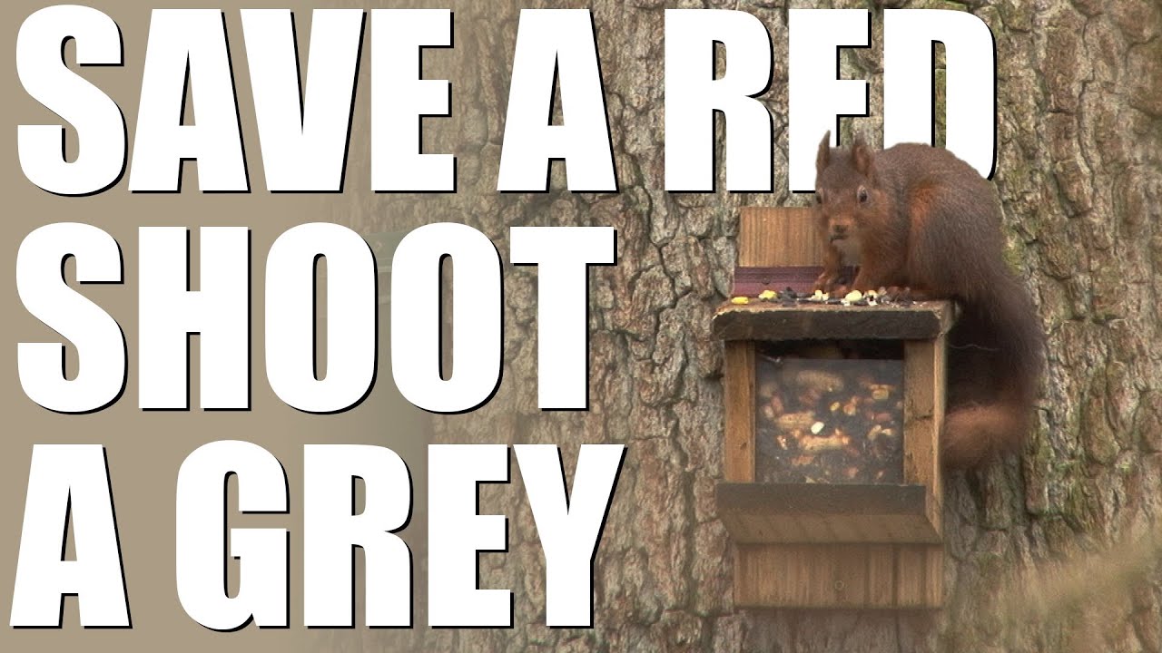 Red Squirrel Rangers shooting greys - YouTube