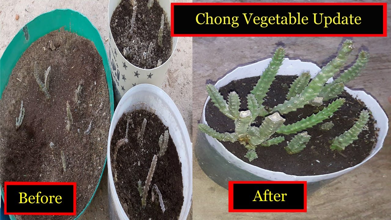 Chong Vegetable Update | How to Grow Chong vegetable At Home ...