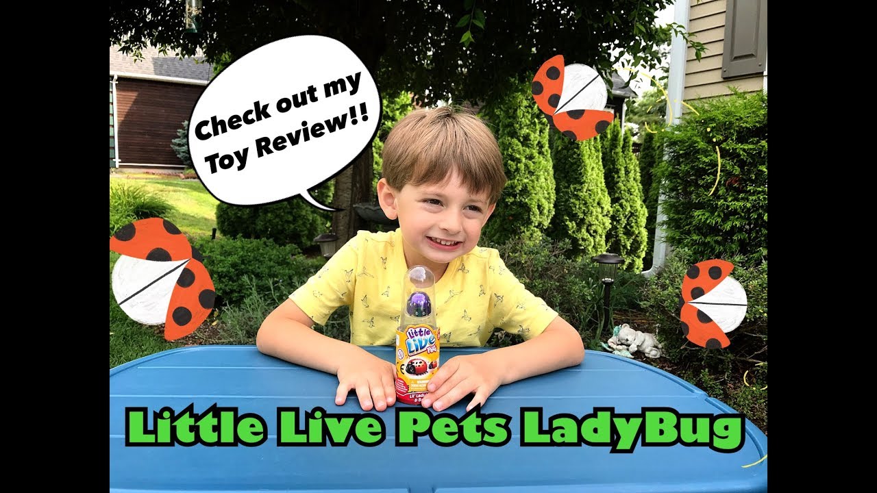 Little Live Pets Ladybug Toy Review - YouTube