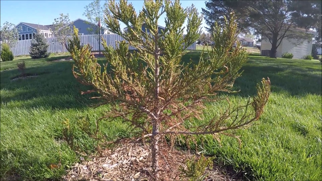 Giant Sequoia Tree Update, Plus New Fig Plants, Garlic, and Rhubarb ...