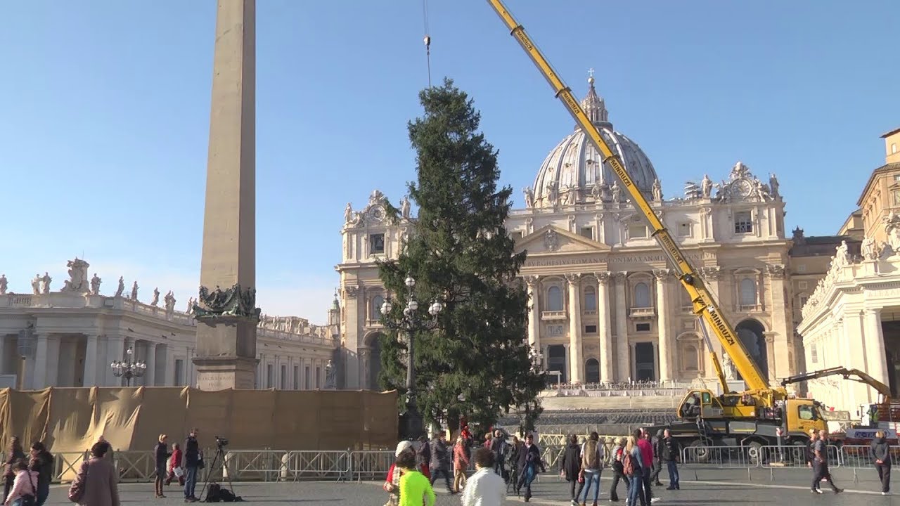 Vatican Christmas Tree arrives in St. Peter's Square - YouTube