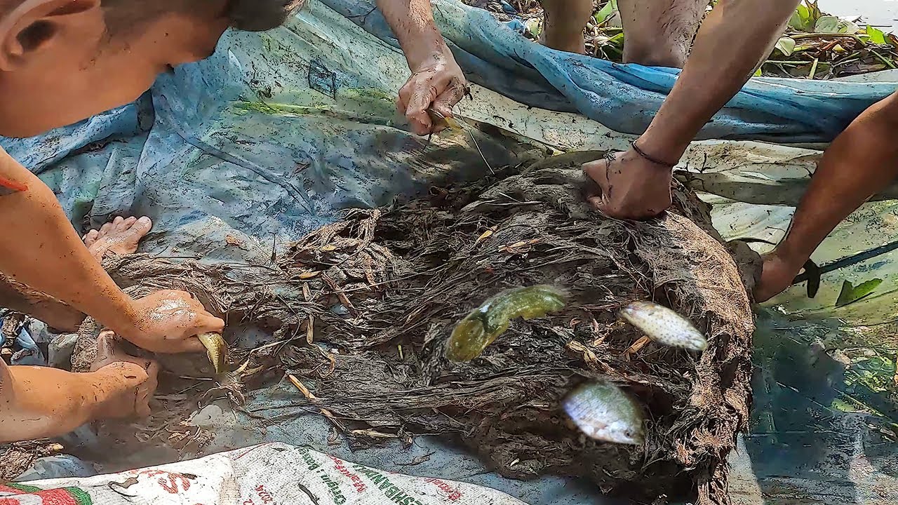 Unbelievable Cast Net Fishing Videos | Traditional Fishing Video~Zaor ...