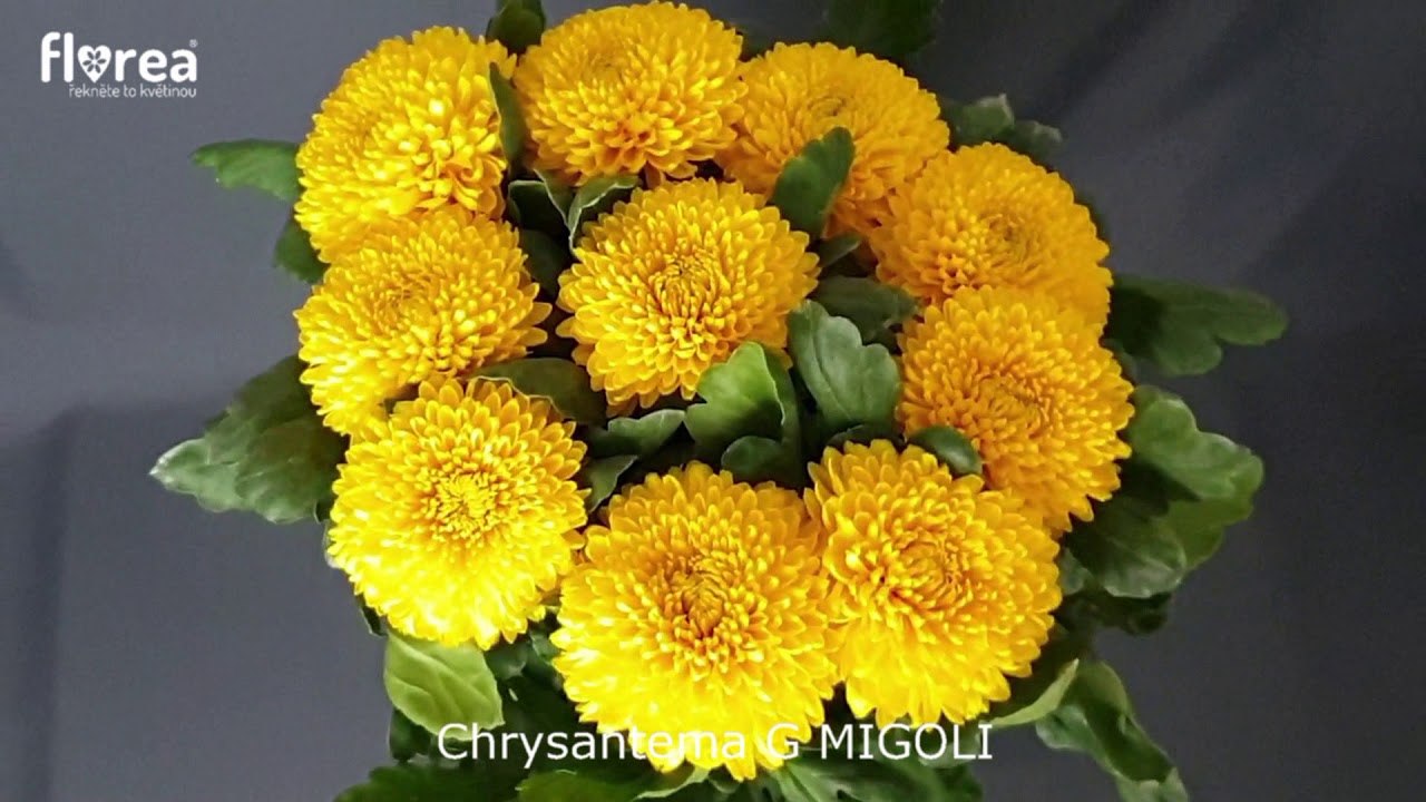 Chrysantema G MIGOLI - Florea.cz - YouTube