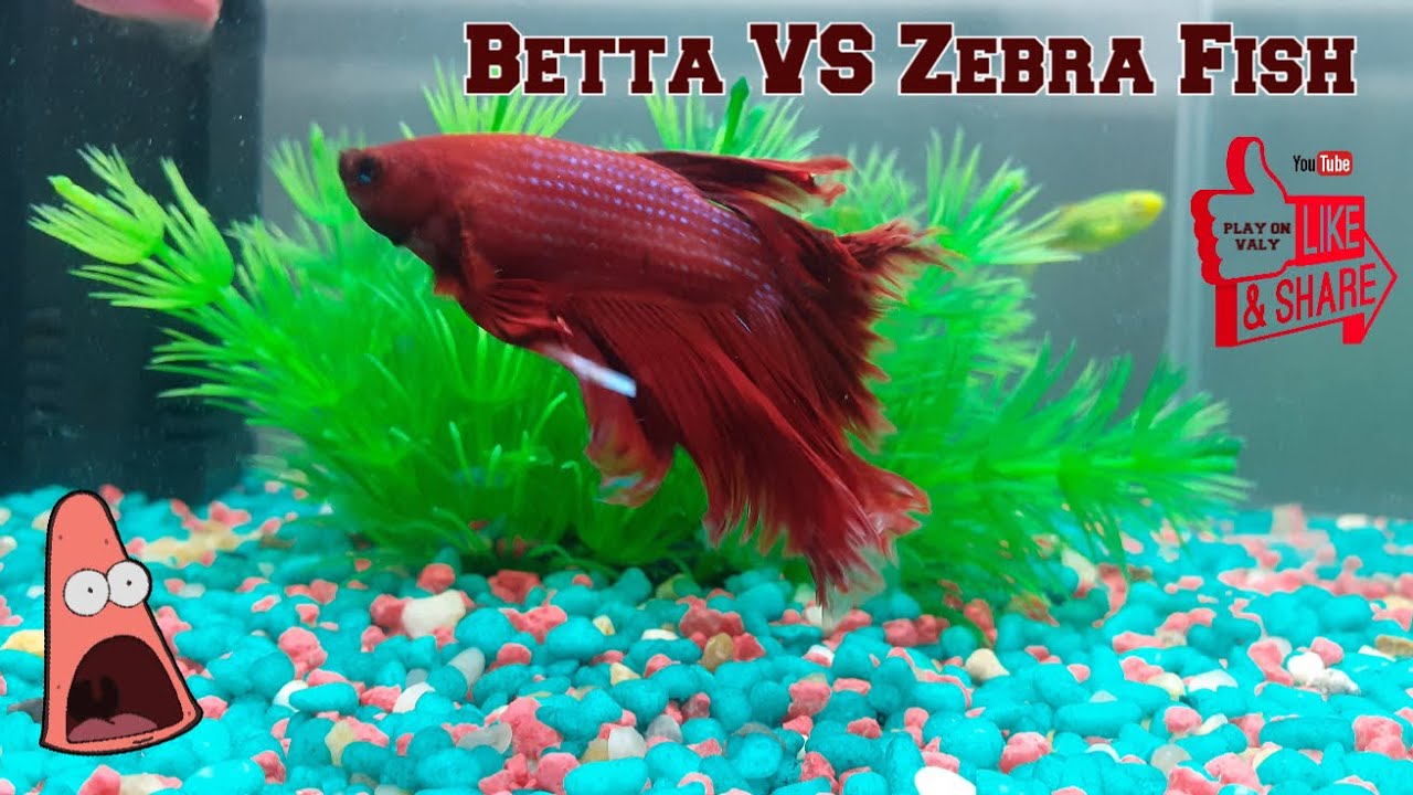 Betta VS Zebra Fish PLAY - YouTube