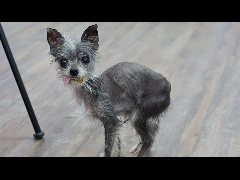 A Psychopathic Gremlin Dog With A Foot Fetish Part 2 😂