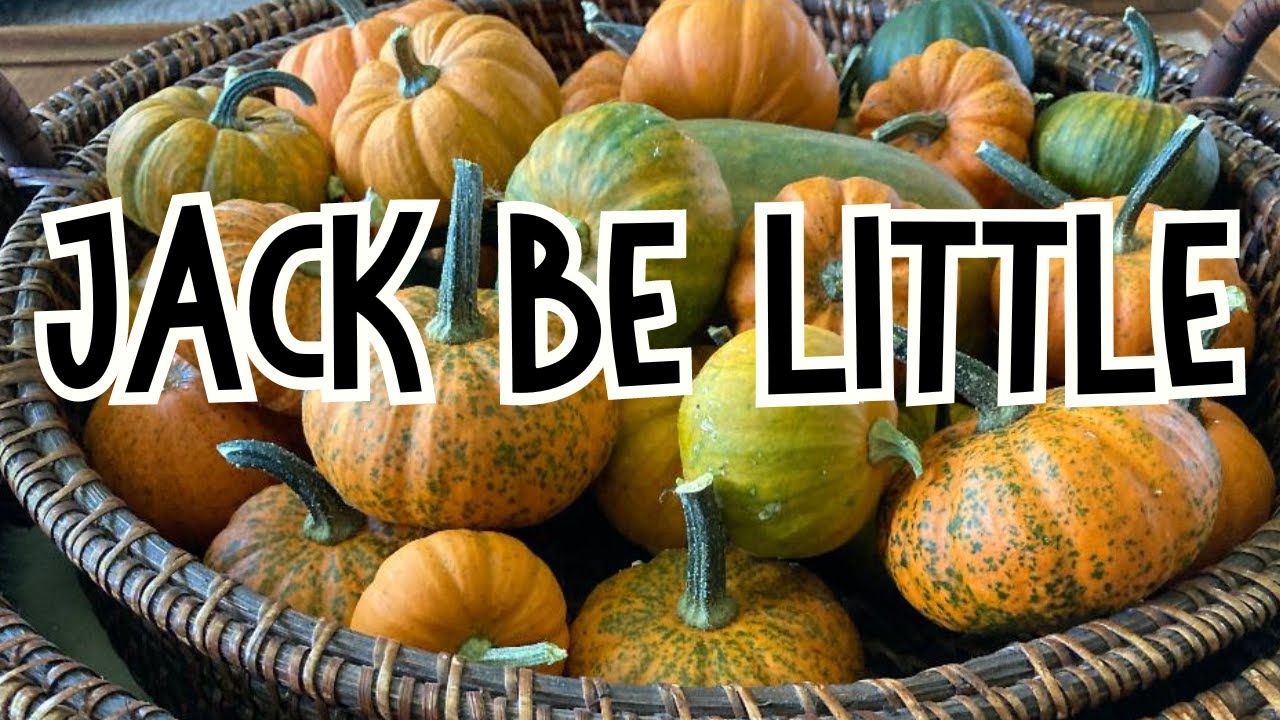 Pumpkin growing, pollinating, harvesting, reviewing Jack Be Little MINI ...