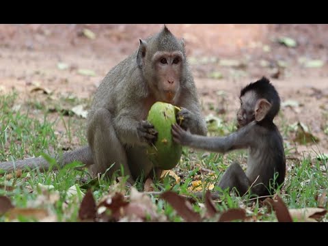 Group Princess Mama Monkey/How To See Princess And Prince Baby eat Very ...
