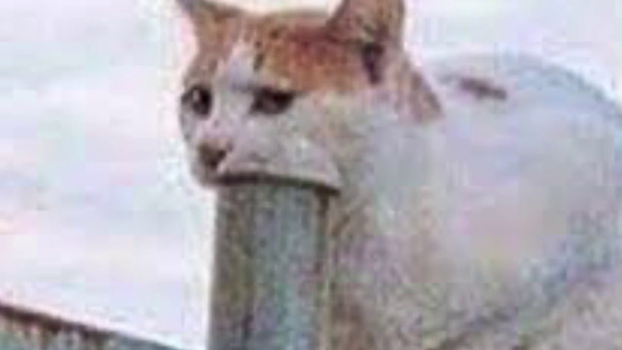 Tee hee/look at description - YouTube