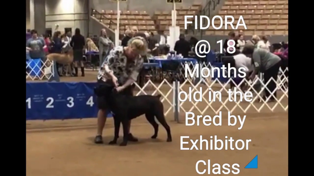 Cane Corso Dog Show - YouTube