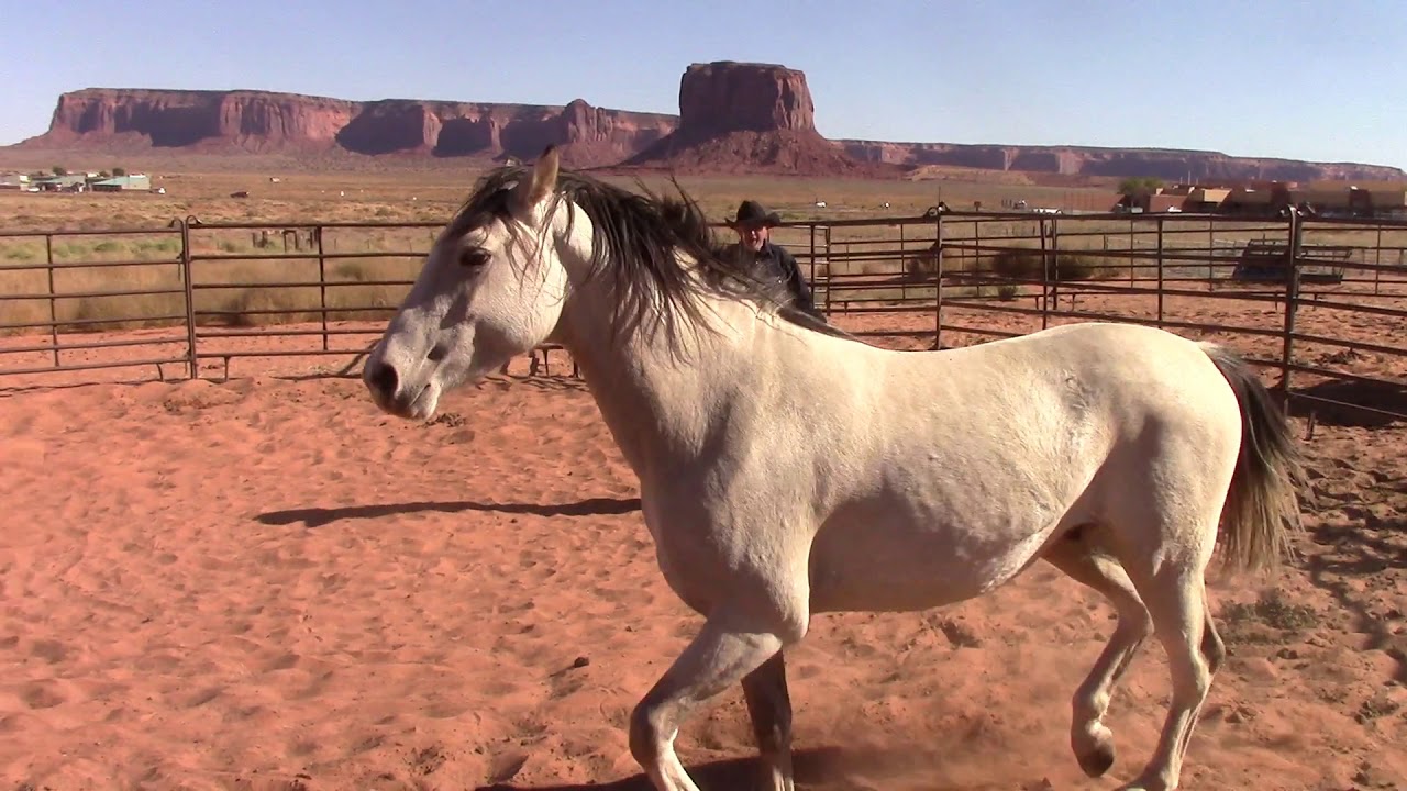 Wild Mustang Training Silver Day 1 - YouTube