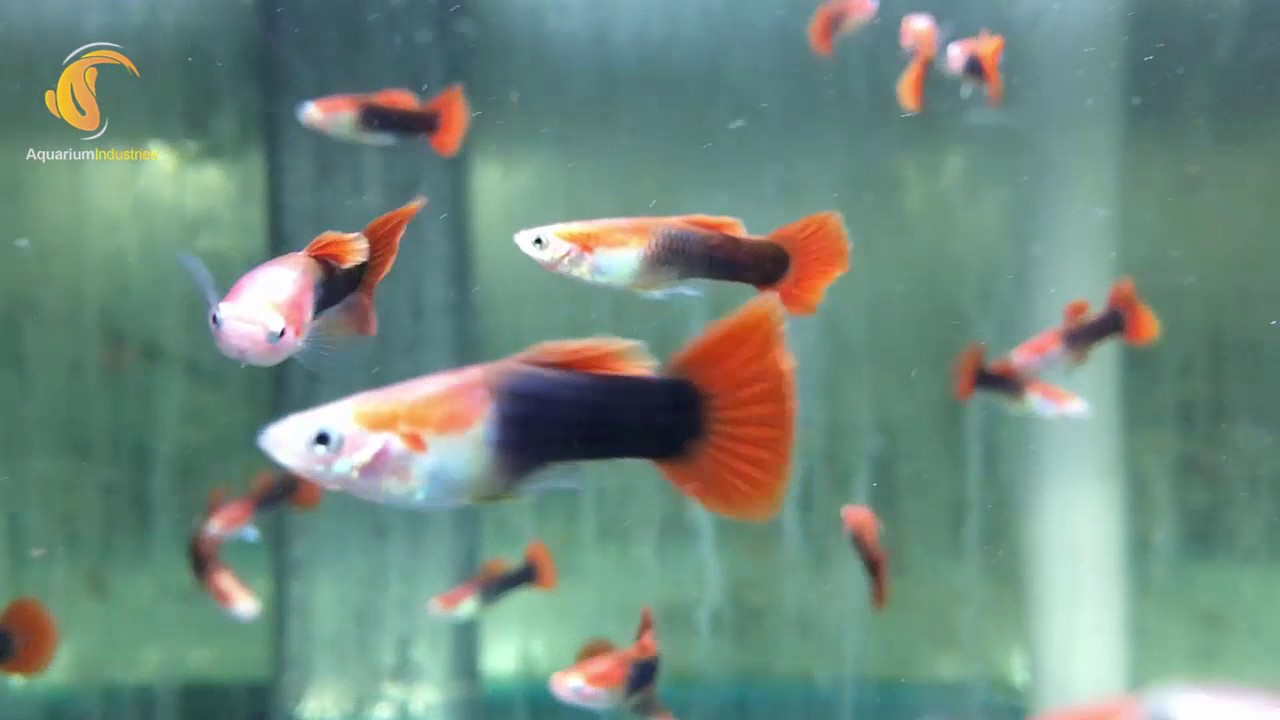 Male Tuxedo Red Neon Blonde Guppy 3.5cm - YouTube