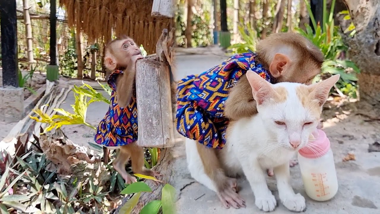 Ricky Work Hard to Complete Mission to Get the Milk & Share with Cat ...