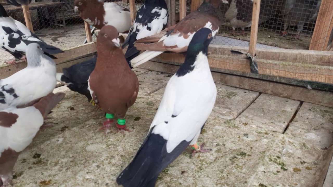 Turkish Pigeons For Sale In Quetta Market _______ Turkish Kabootar ...