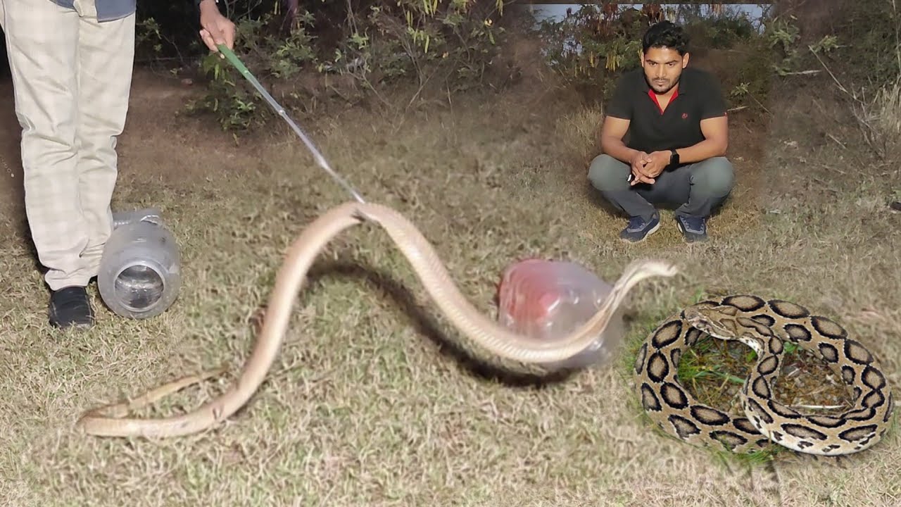 4 Snake Release - YouTube