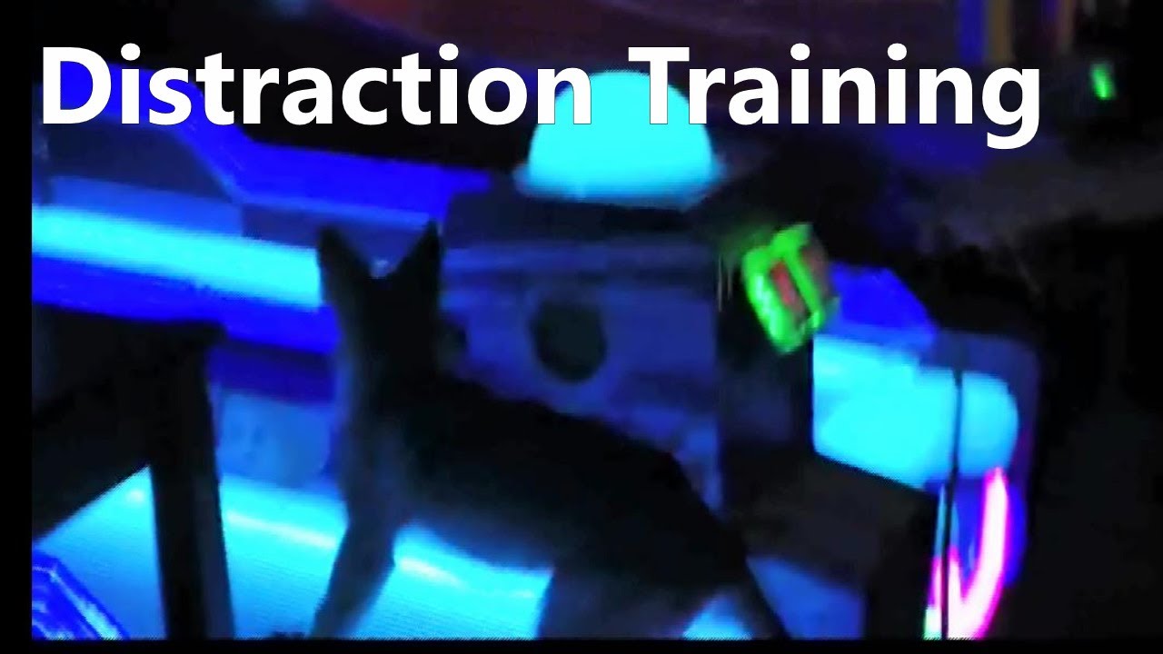 Police Dog Training - Puppy Learning to Ignore Distractions - YouTube