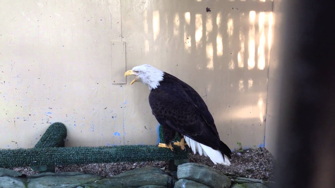 "Lady Baltimore" the Bald Eagle in Juneau, AK - YouTube