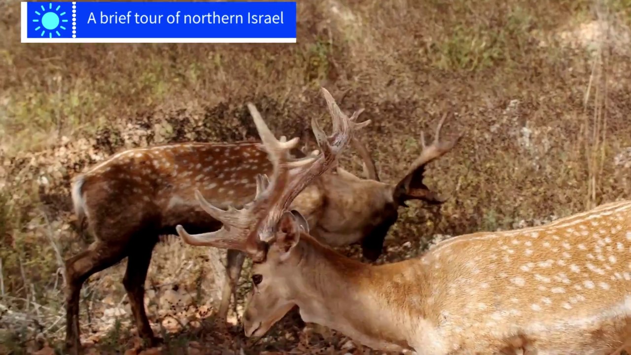 Get inspired by the stunning Northern Israel - YouTube